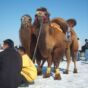 Camel Legs | Copyright-free photo (by M. Vorel) | LibreShot