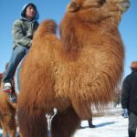 Camel Legs | Copyright-free photo (by M. Vorel) | LibreShot