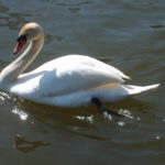 Swan Wing | Copyright-free photo (by M. Vorel) | LibreShot