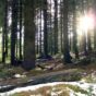 Forest | Copyright-free photo (by M. Vorel) | LibreShot