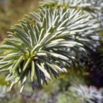 Tree needles in detail | Free Stock Photo | LibreShot
