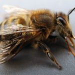 Mouth And Teeth Close Up | Free Stock Photo | LibreShot