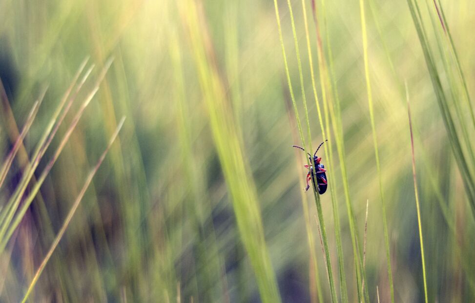 Beetle In Grass | Copyright-free photo (by M. Vorel) | LibreShot