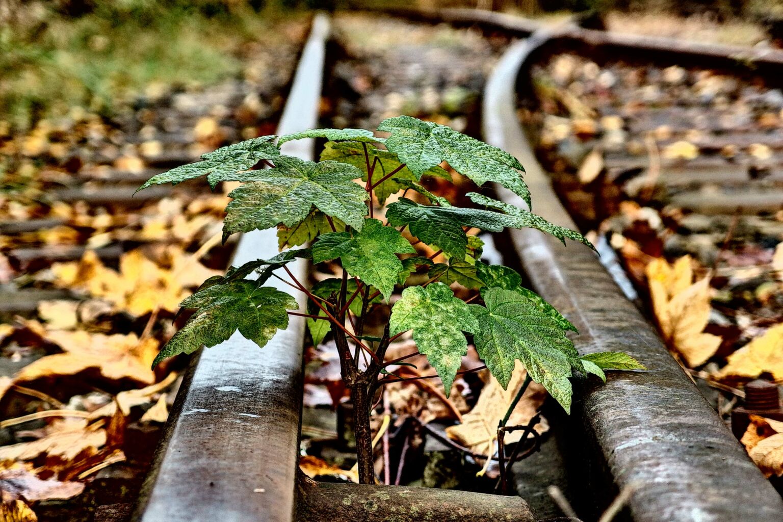 Small Tree And Rails | Copyright-free photo (by M. Vorel) | LibreShot