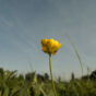 Yellow Celandine Flower | Free Stock Photo | LibreShot