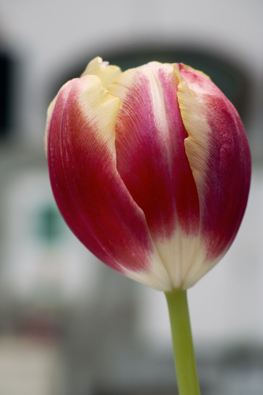 Tulip flower | Copyright-free photo (by M. Vorel) | LibreShot Tulip flower | Copyright-free photo (by M. Vorel) | LibreShot