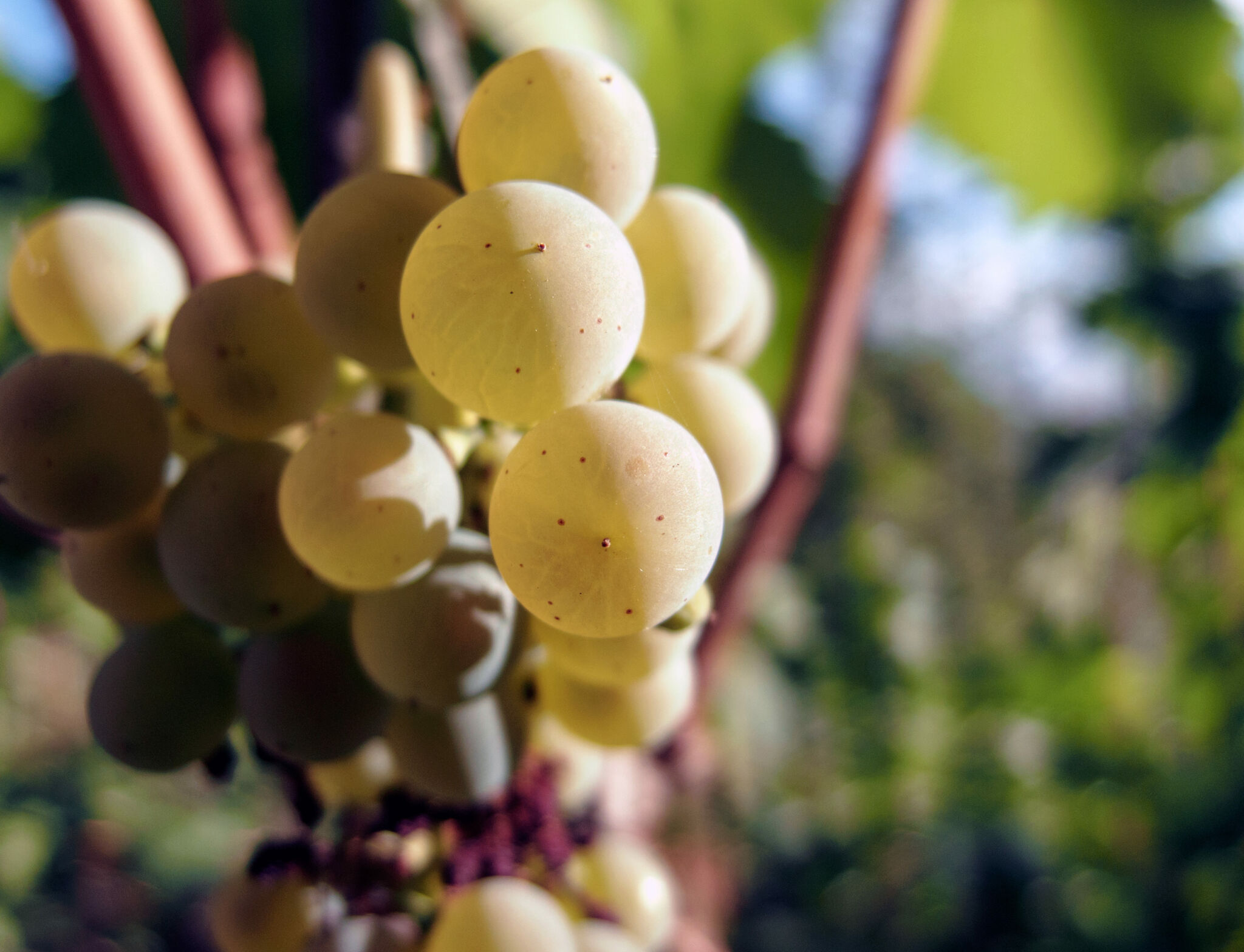 Bunch of Wine Grapes | Copyright-free photo (by M. Vorel) | LibreShot