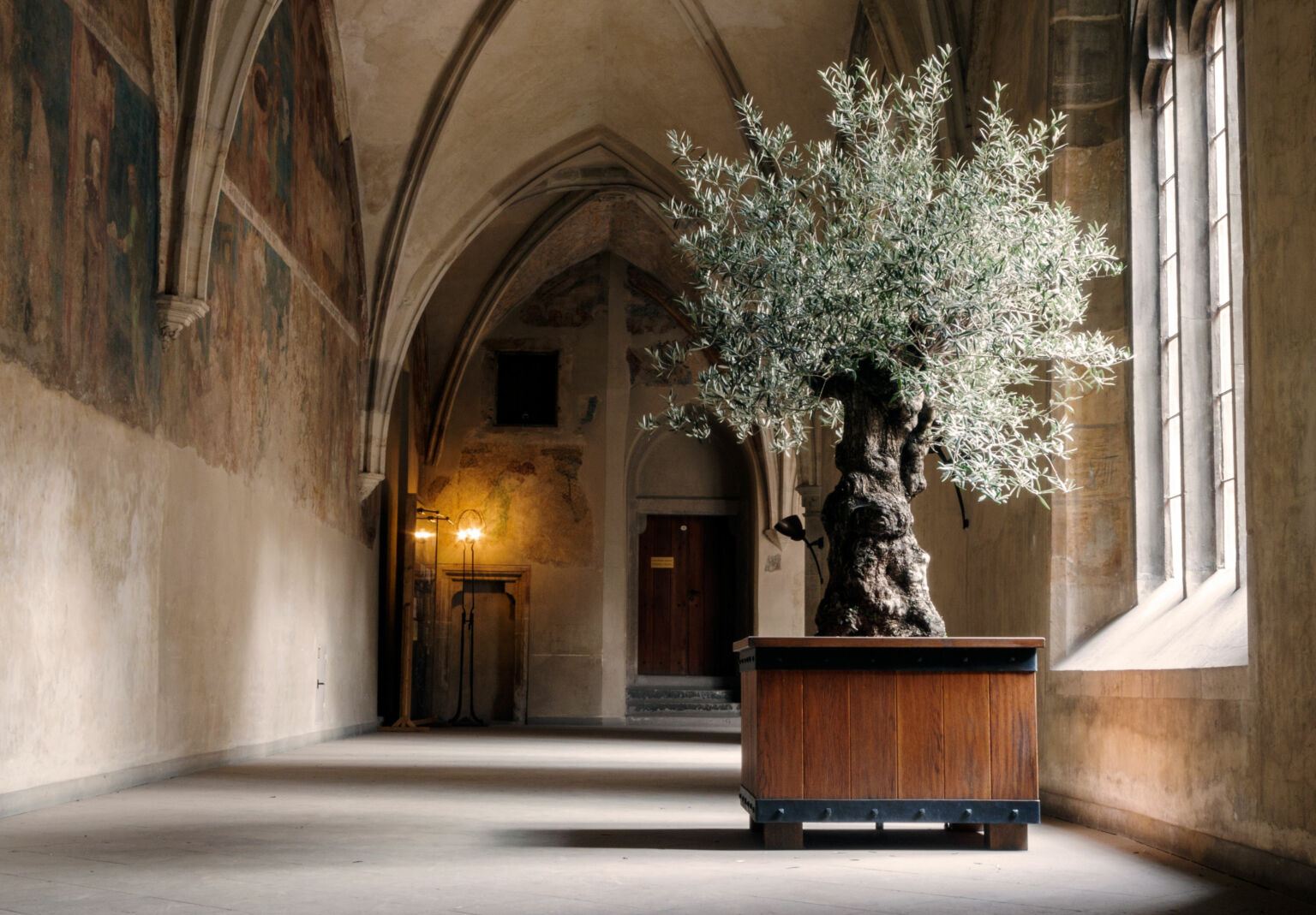 Old Olive Tree Inside a Monastery | Copyright-free photo (by M. Vorel ...