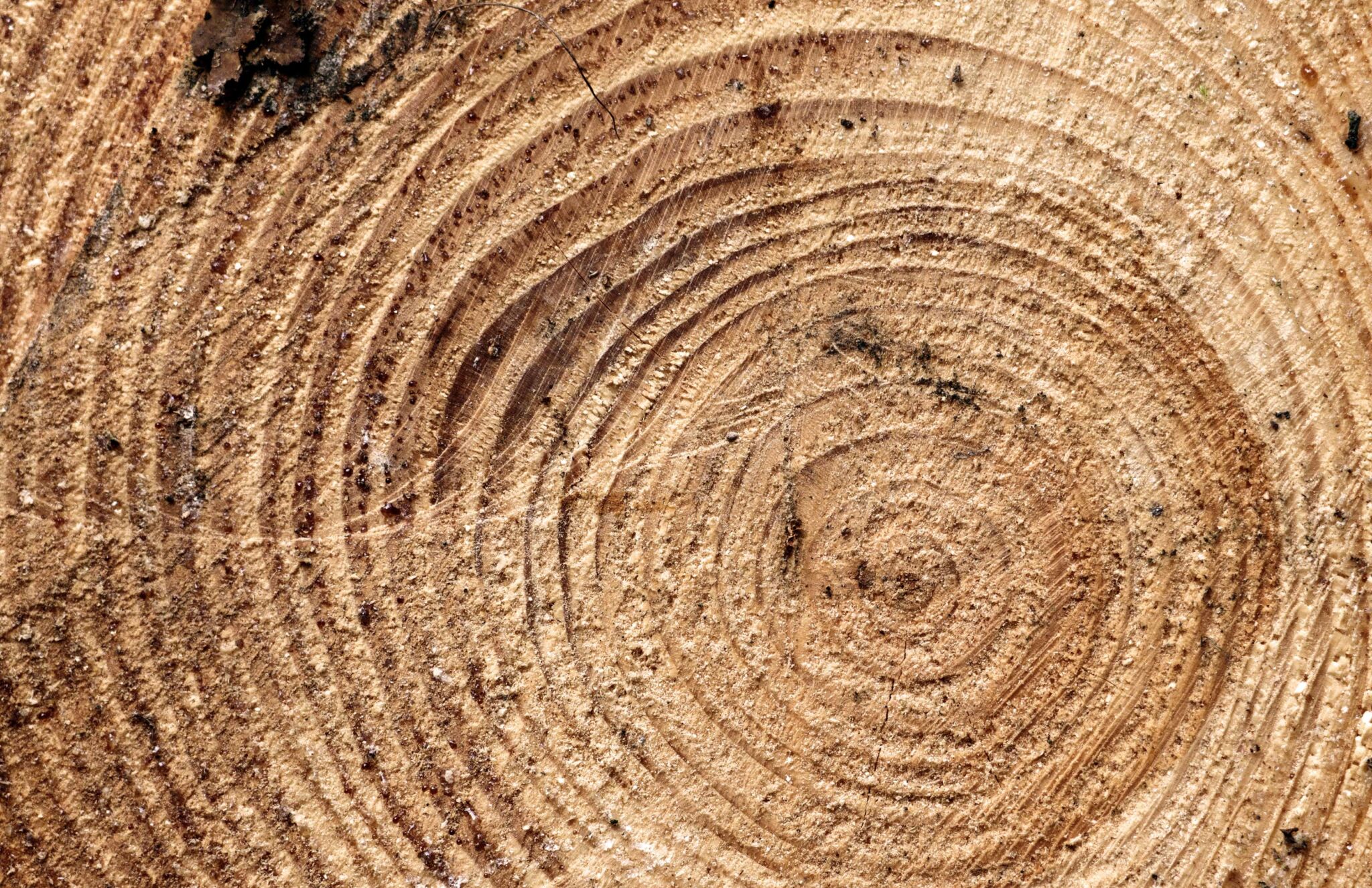 Wood cross section | Copyright-free photo (by M. Vorel) | LibreShot