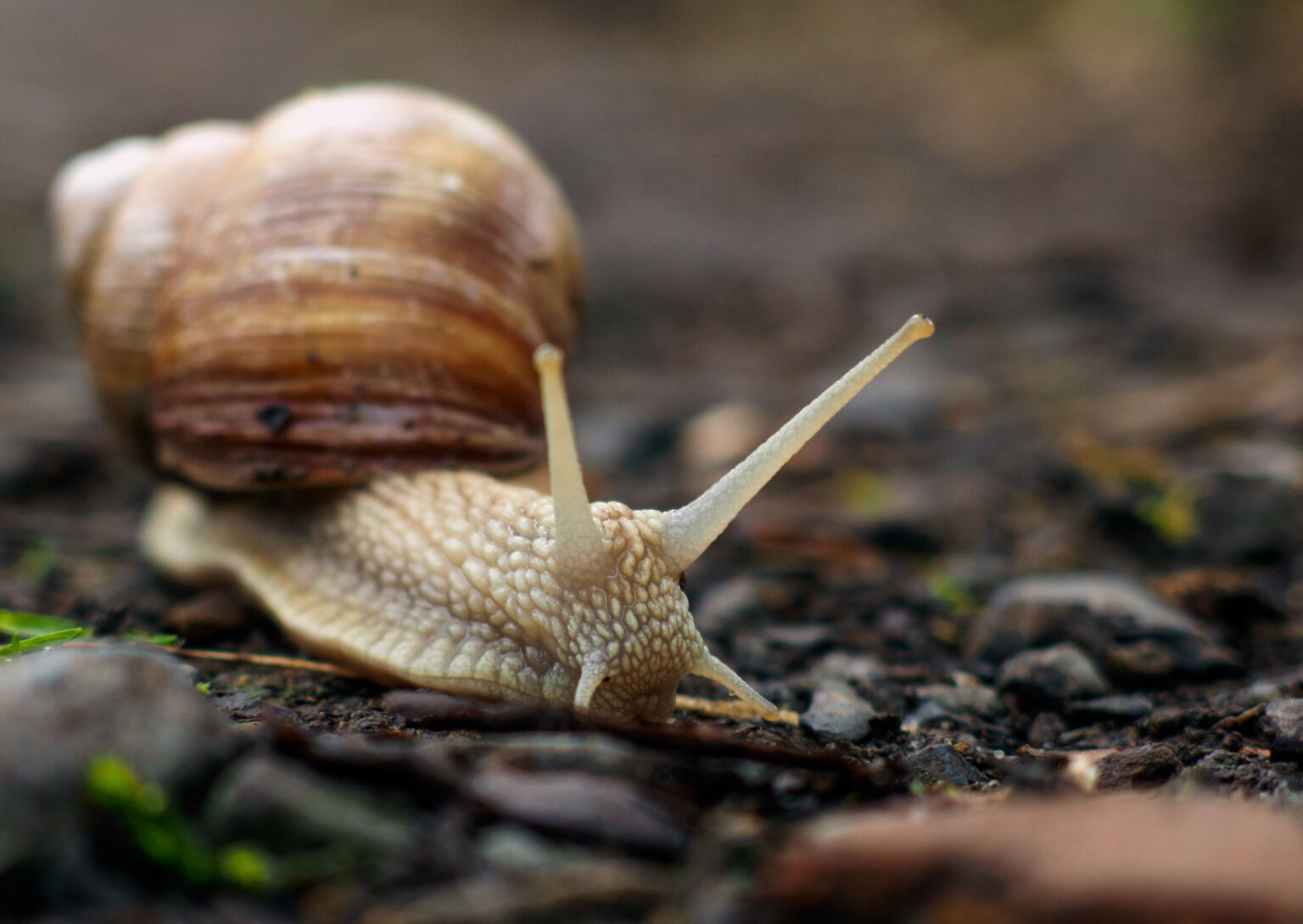Snail Close Up | Copyright-free photo (by M. Vorel) | LibreShot