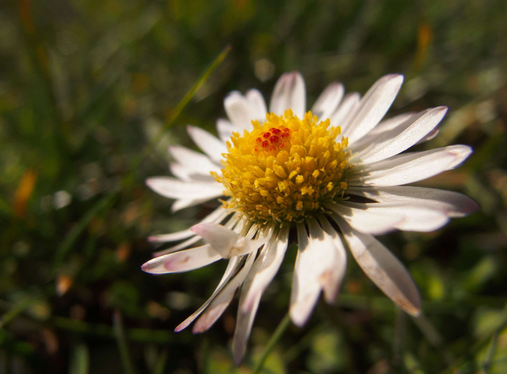 Daisy flower | Copyright-free photo (by M. Vorel) | LibreShot Daisy flower | Copyright-free photo (by M. Vorel) | LibreShot