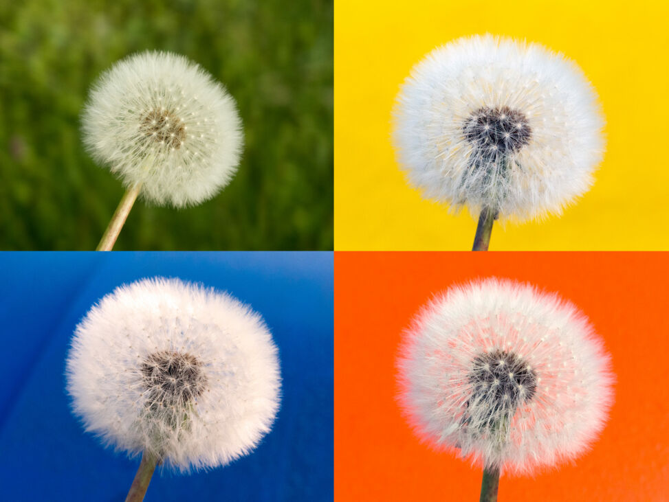 Withered Dandelion - Color Background | Copyright-free photo (by M ...