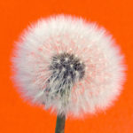 Dandelion | Copyright-free photo (by M. Vorel) | LibreShot