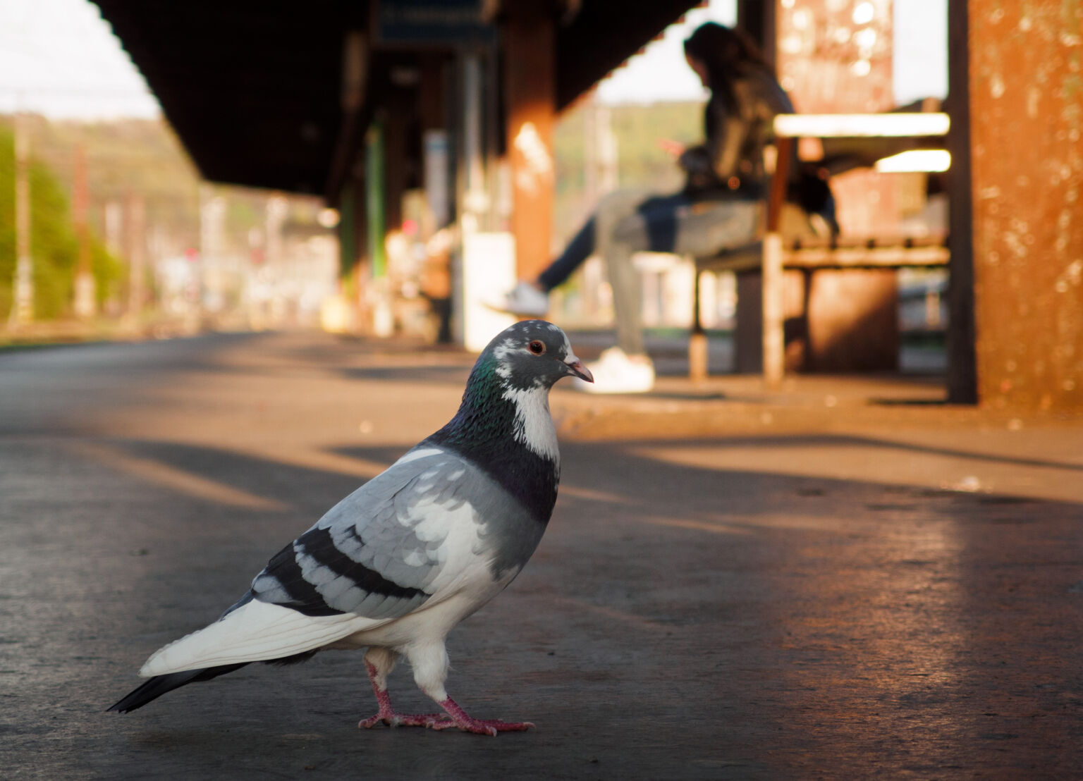 Pigeon on the train station | Copyright-free photo (by M. Vorel ...