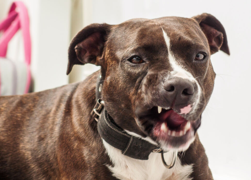 Angry Dog | Copyright-free photo (by M. Vorel) | LibreShot