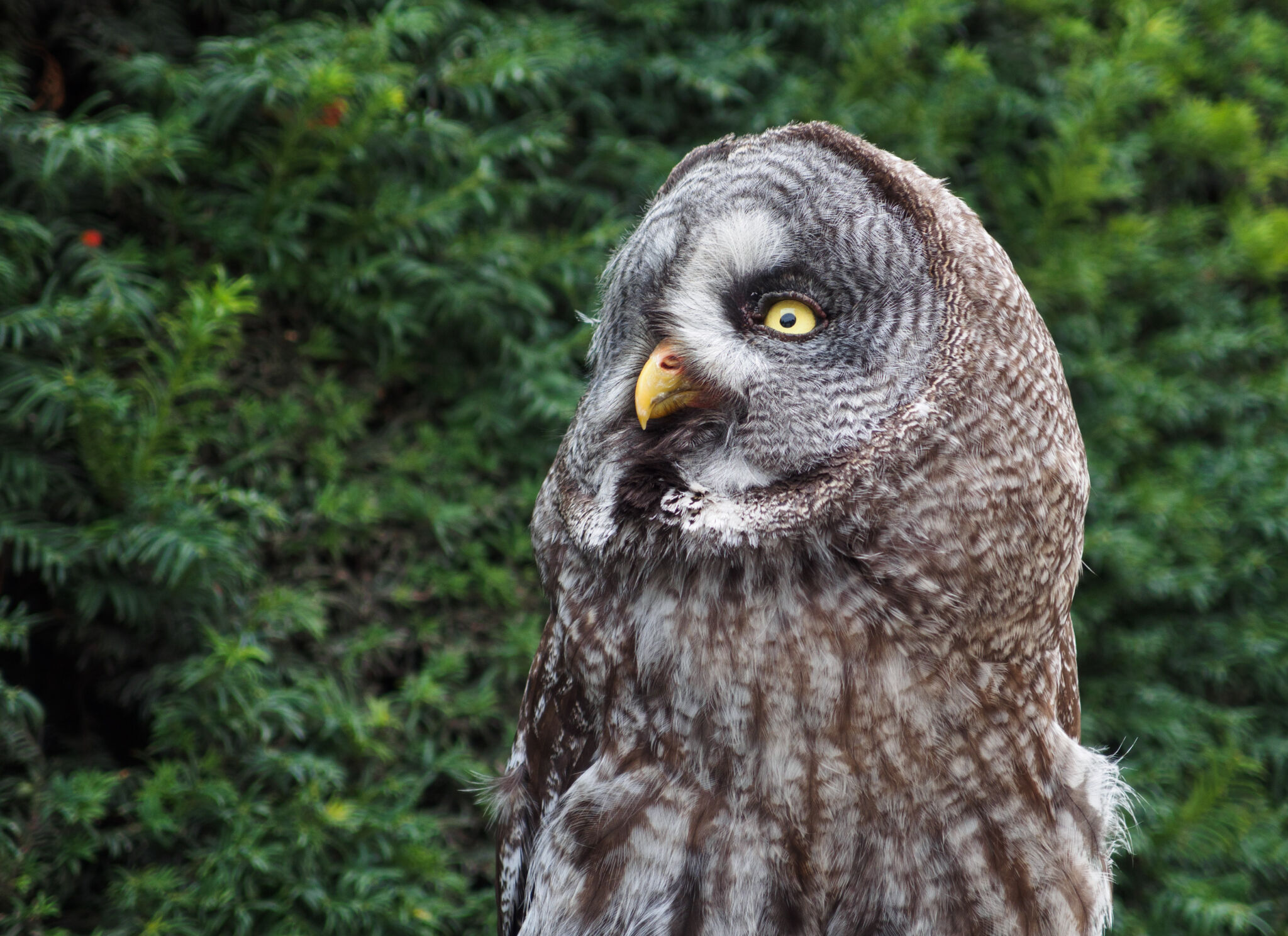 Owl Portrait | Copyright-free photo (by M. Vorel) | LibreShot