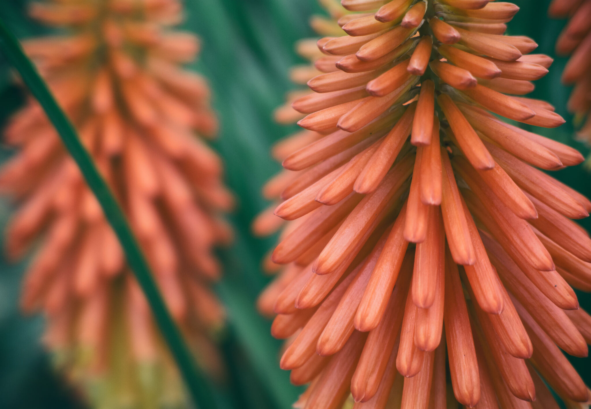 Aloe Vera Blossom | Copyright-free photo (by M. Vorel) | LibreShot