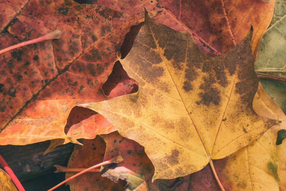 Fall Leaves | Copyright-free photo (by M. Vorel) | LibreShot