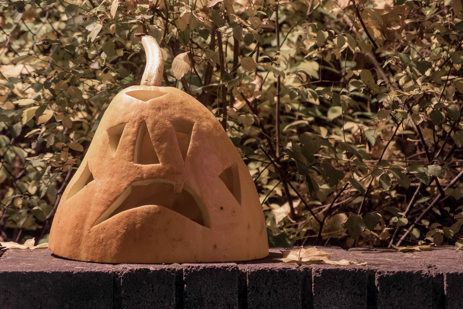Halloween Pumpkin | Copyright-free photo (by M. Vorel) | LibreShot