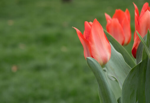 Red Tulips On Green Background | Copyright-free photo (by M. Vorel ... Red Tulips On Green Background | Copyright-free photo (by M. Vorel ...