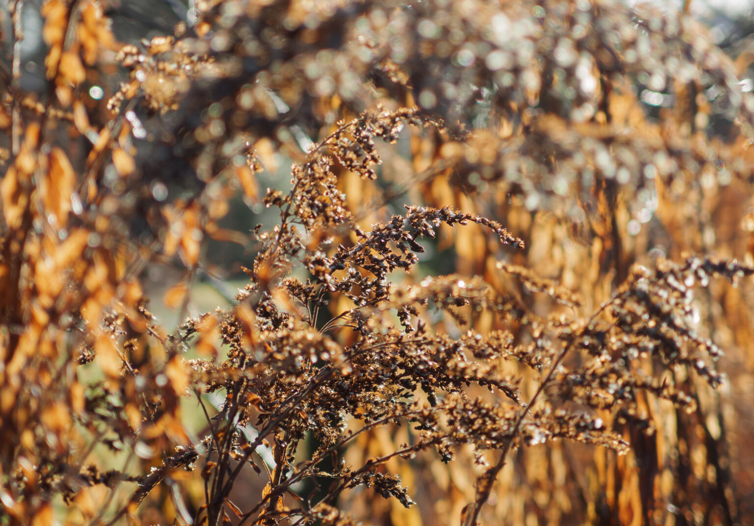 Sunlit Bushes In Fall | Copyright-free photo (by M. Vorel) | LibreShot