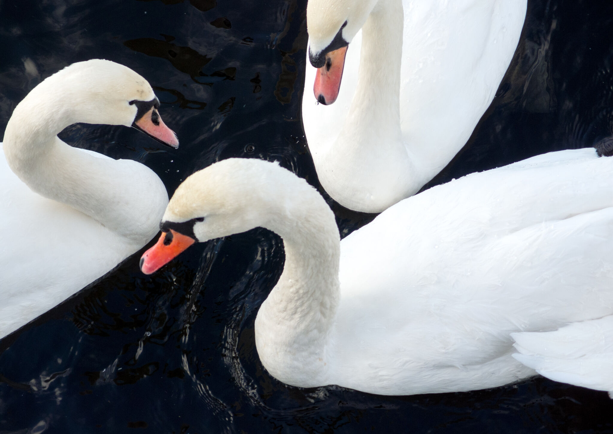 Three Whooper Swans | Copyright-free photo (by M. Vorel) | LibreShot