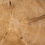 Tree Cut Structure | Copyright-free photo (by M. Vorel) | LibreShot