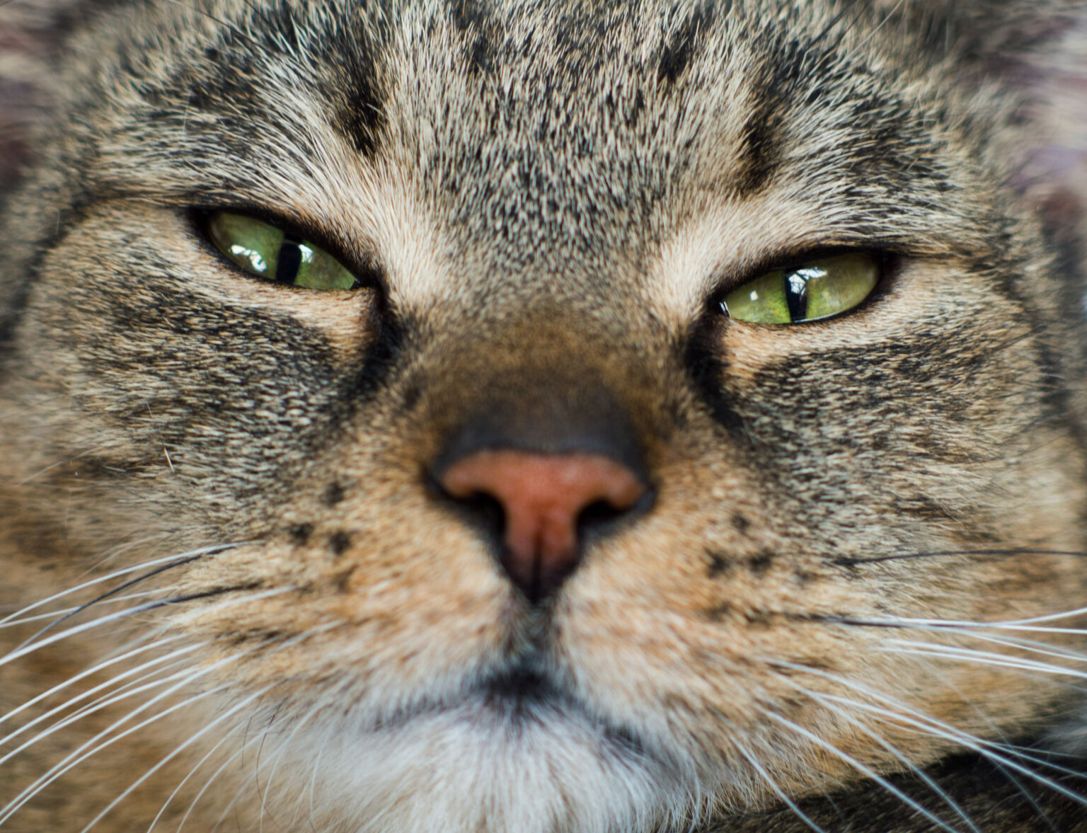 Cat's Face Close Up | Copyright-free photo (by M. Vorel) | LibreShot