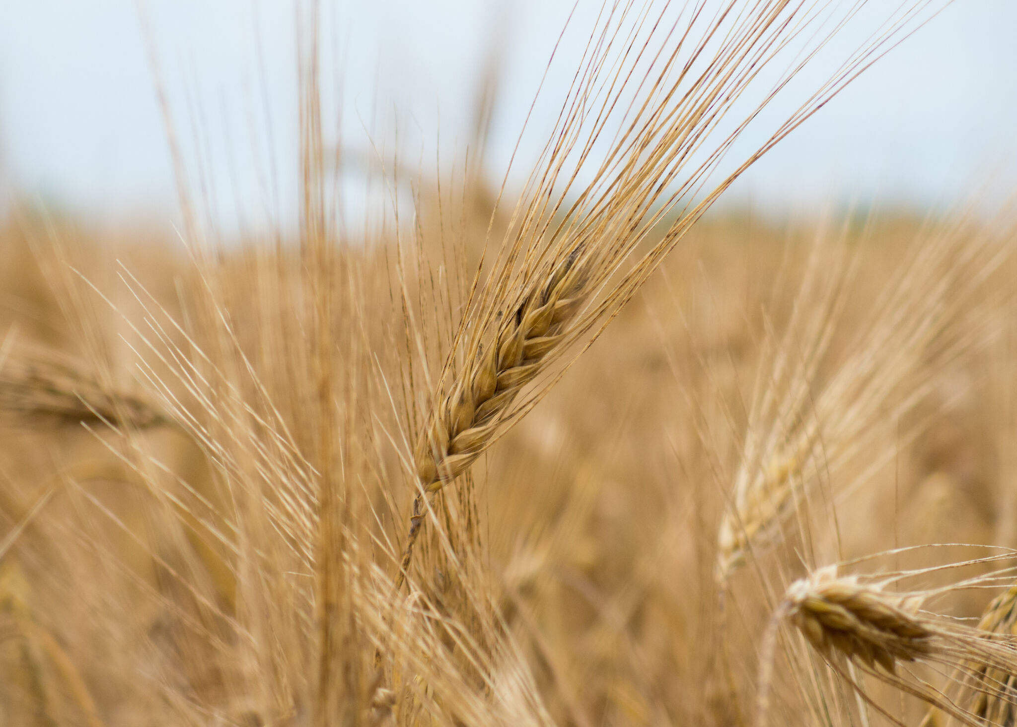 Dry Field Before Harvest | Copyright-free photo (by M. Vorel) | LibreShot