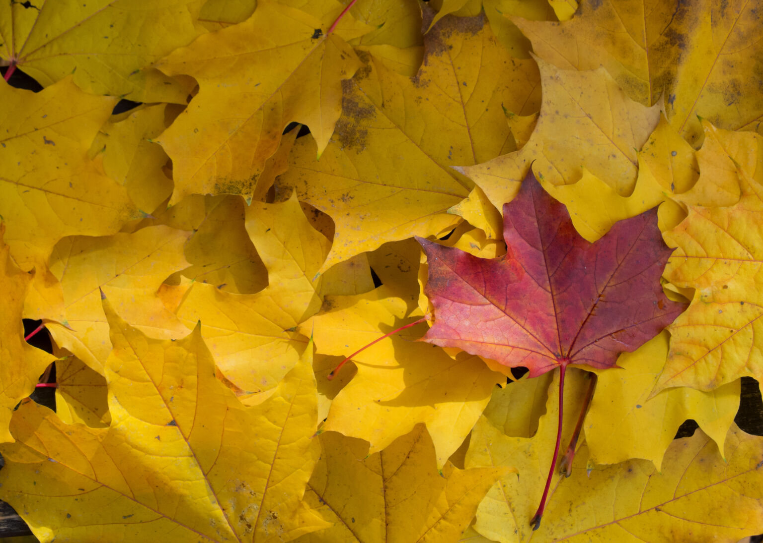 Red Leaf Between Yellow Leaves In Fall | Copyright-free photo (by M ...