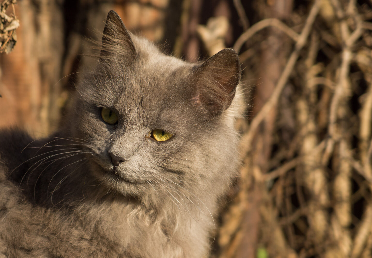 Grey Cat Looking | Copyright-free photo (by M. Vorel) | LibreShot