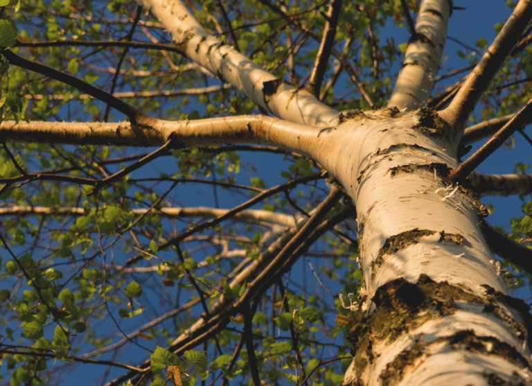 Branches of birch tree | Copyright-free photo (by M. Vorel) | LibreShot Branches of birch tree | Copyright-free photo (by M. Vorel) | LibreShot