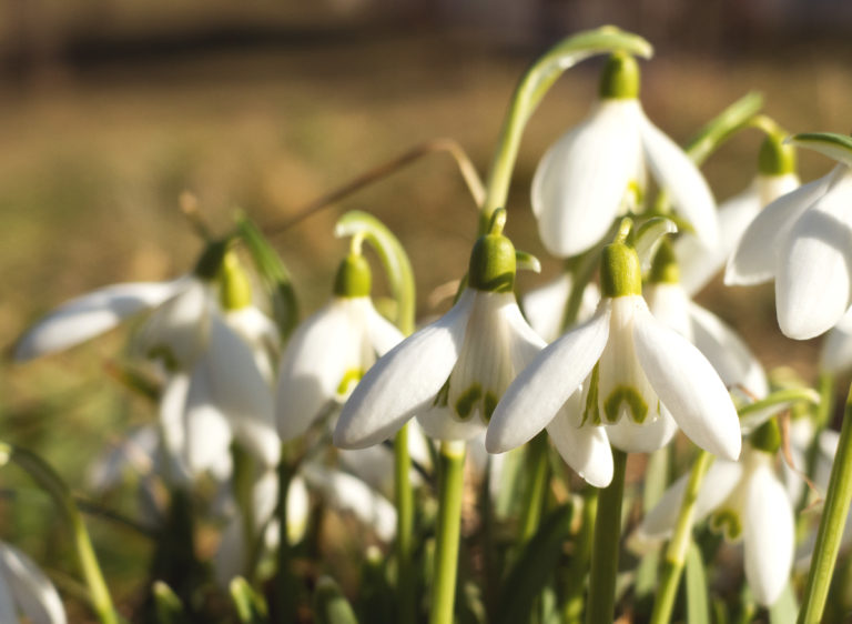 Snowdrop Flowers | Copyright-free photo (by M. Vorel) | LibreShot