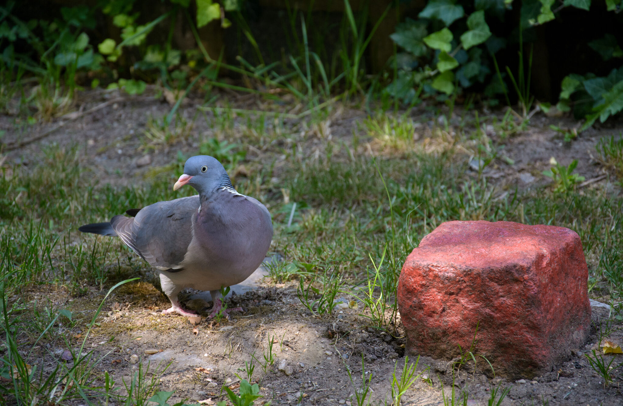 Cute Pigeon | Copyright-free photo (by M. Vorel) | LibreShot