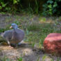 Angry Pigeon | Copyright-free photo (by M. Vorel) | LibreShot