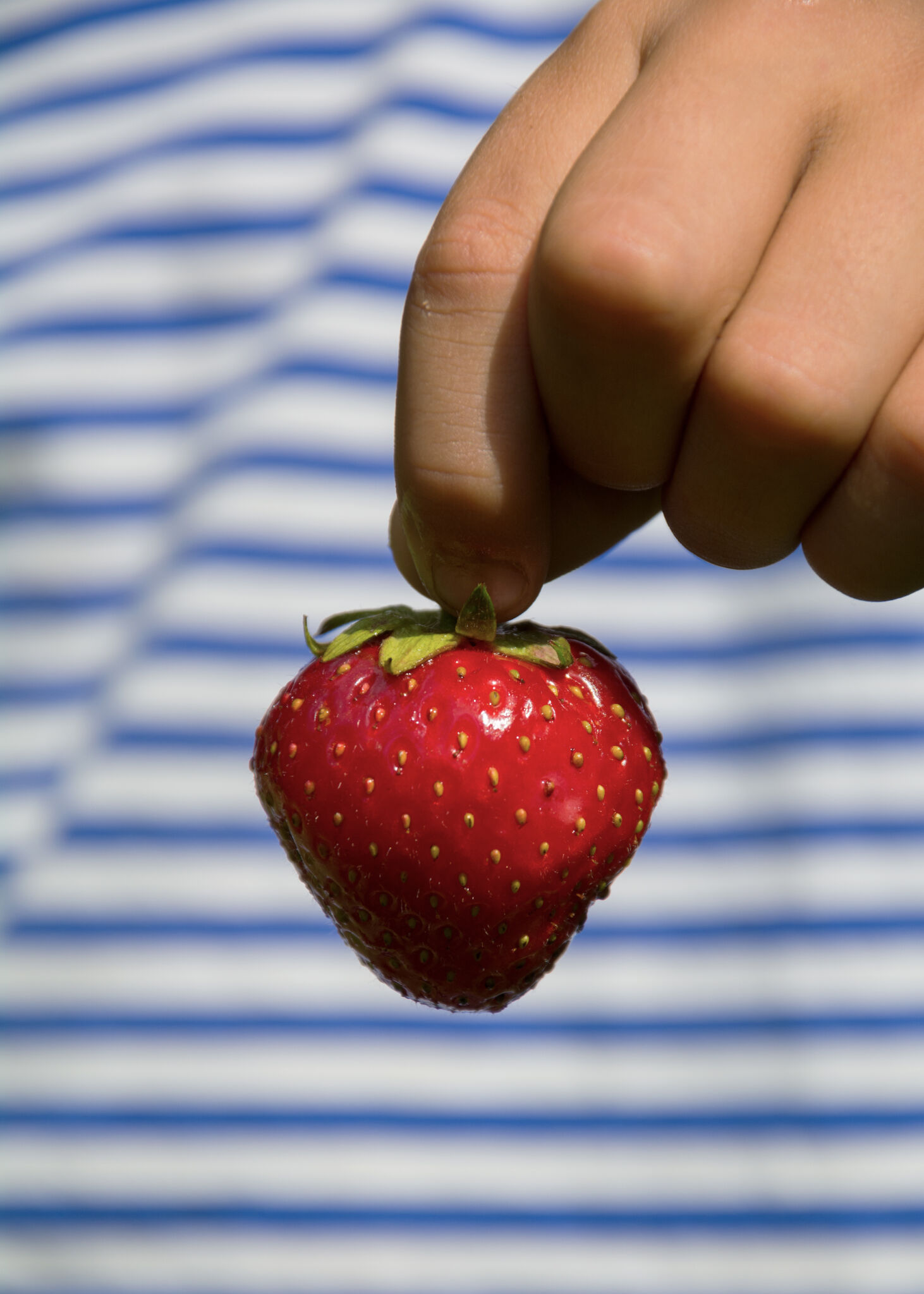 Strawberry In The Hand | Copyright-free photo (by M. Vorel) | LibreShot