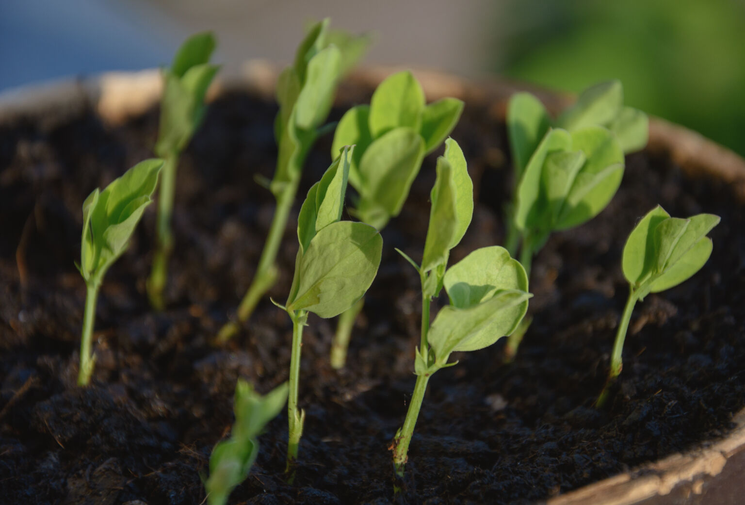 Young seedlings of plants | Copyright-free photo (by M. Vorel) | LibreShot