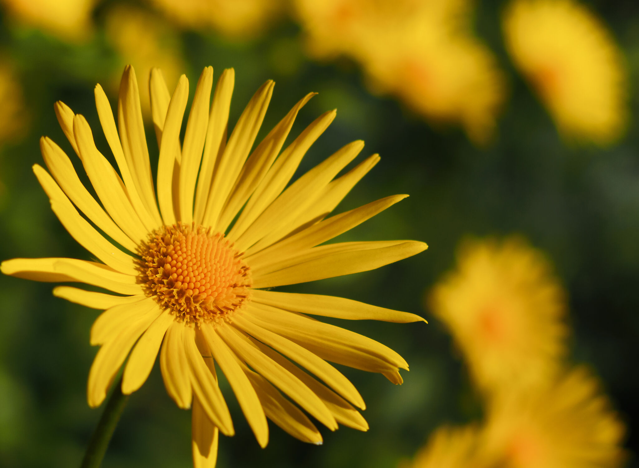 Yellow Flower | Copyright-free photo (by M. Vorel) | LibreShot Yellow Flower | Copyright-free photo (by M. Vorel) | LibreShot