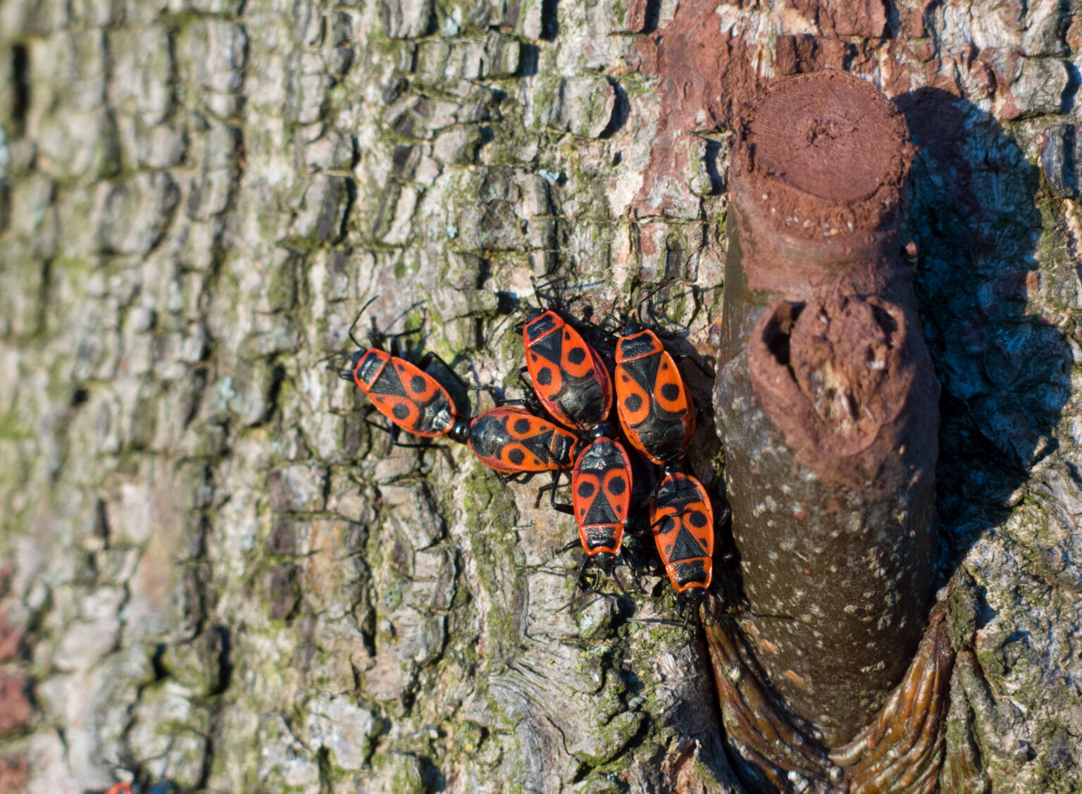 A group of firebugs | Copyright-free photo (by M. Vorel) | LibreShot