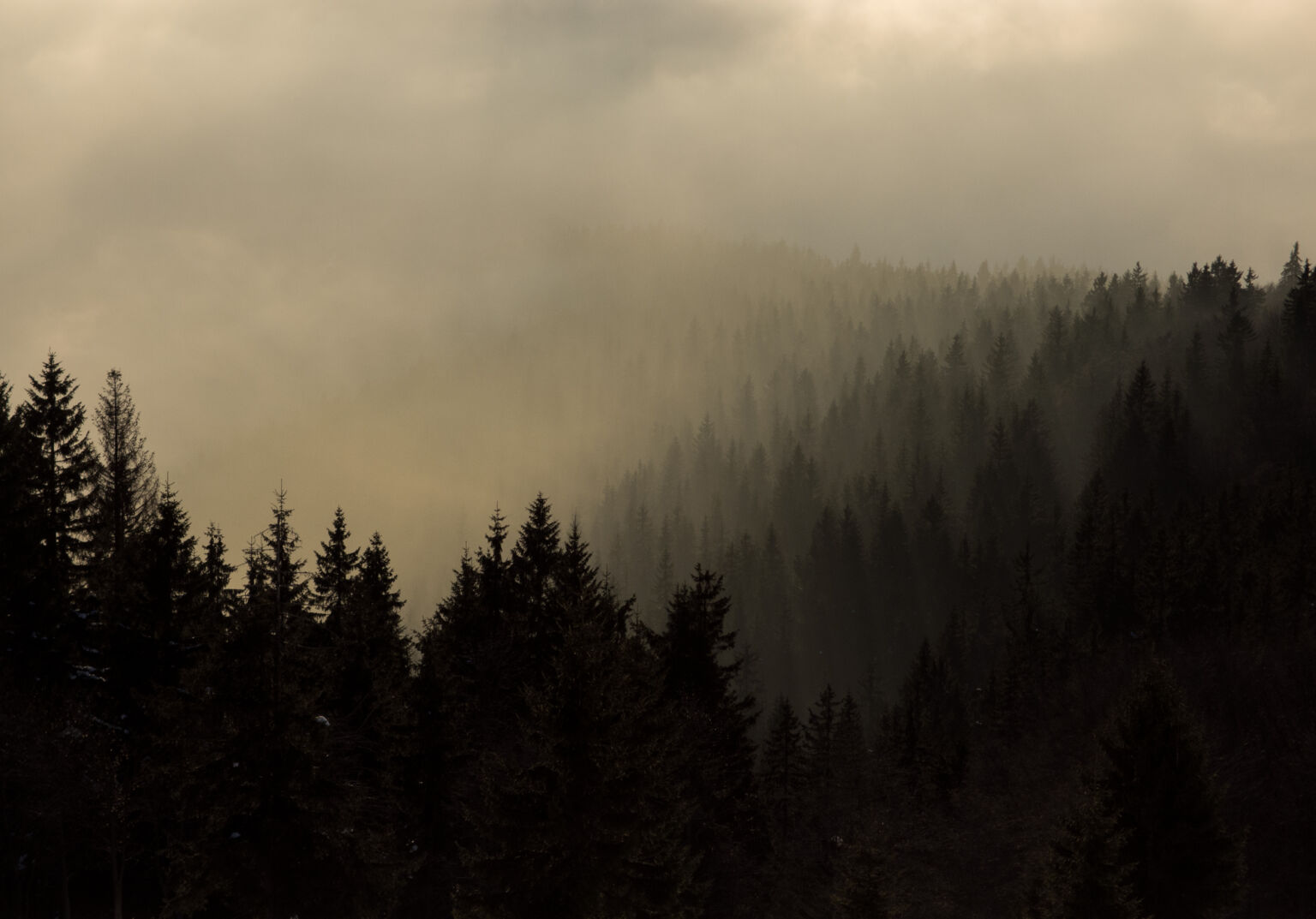 Forest In Fog | Copyright-free photo (by M. Vorel) | LibreShot