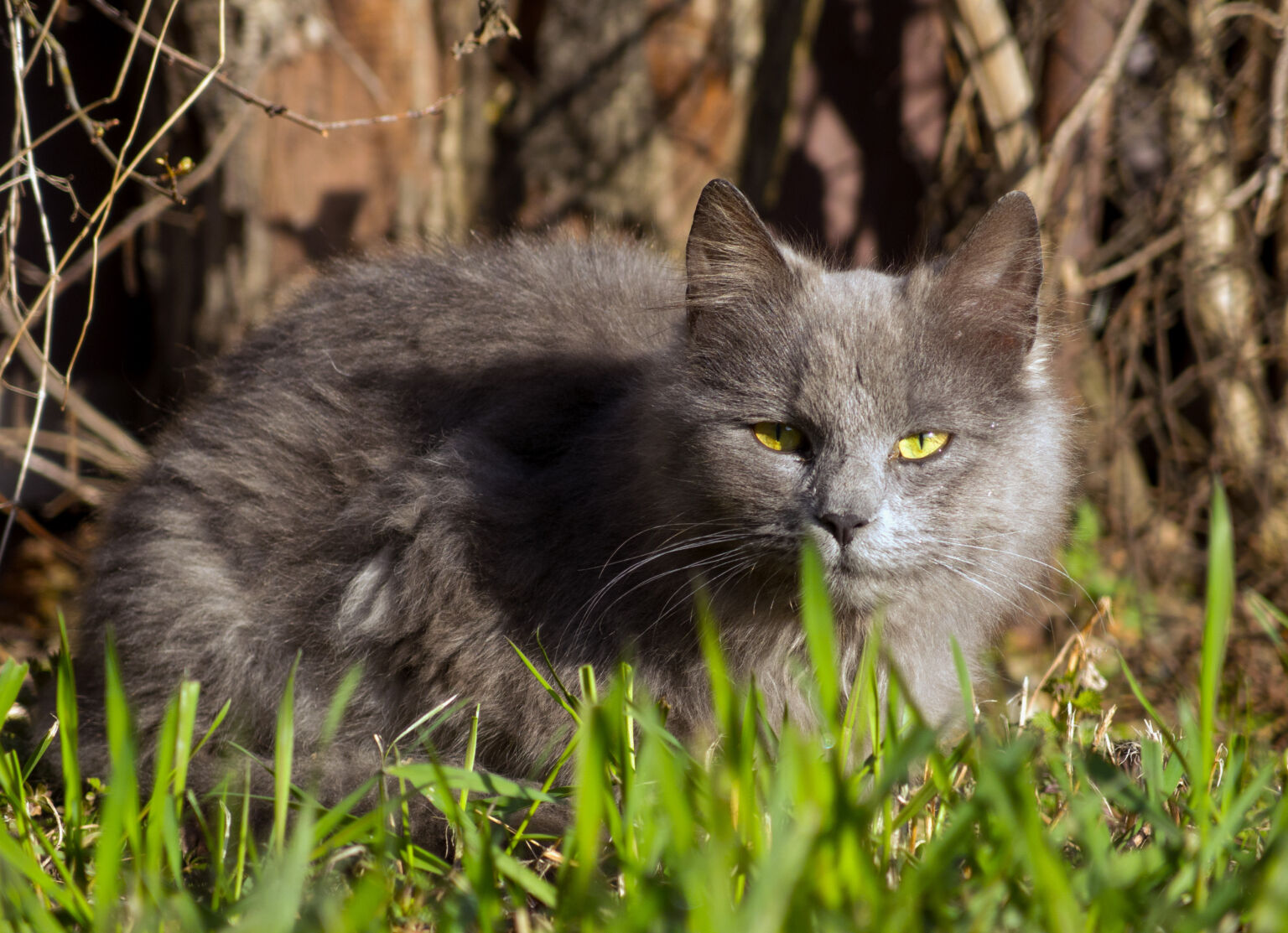 Gray Cat In Grass | Copyright-free photo (by M. Vorel) | LibreShot