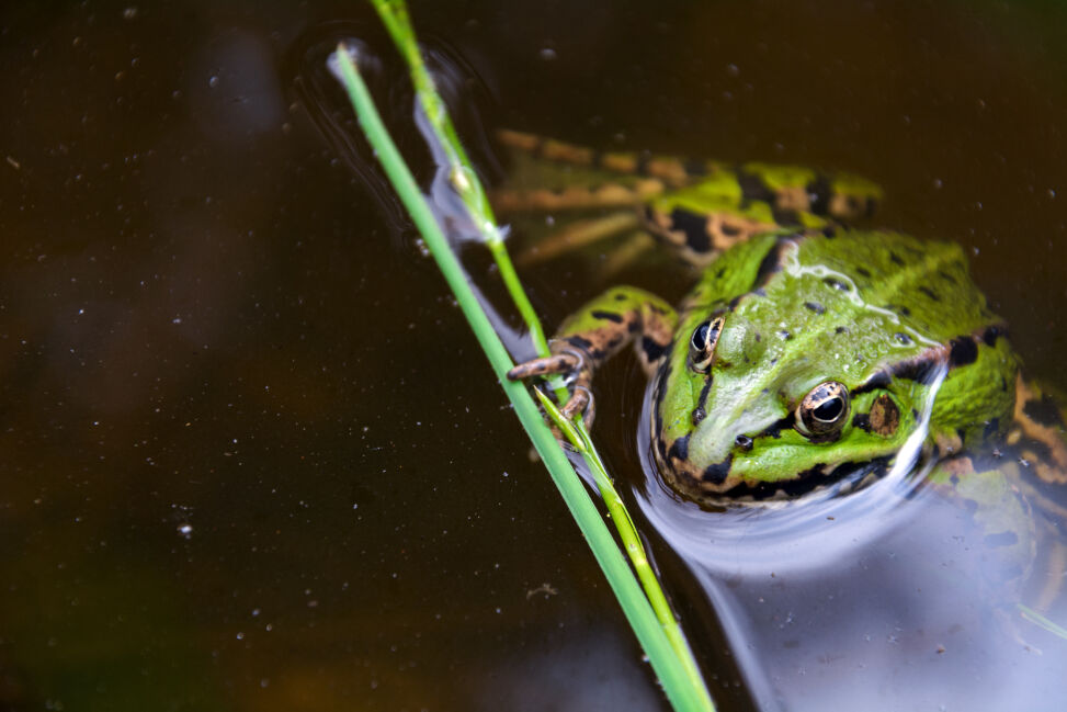 Green Frog | Copyright-free photo (by M. Vorel) | LibreShot