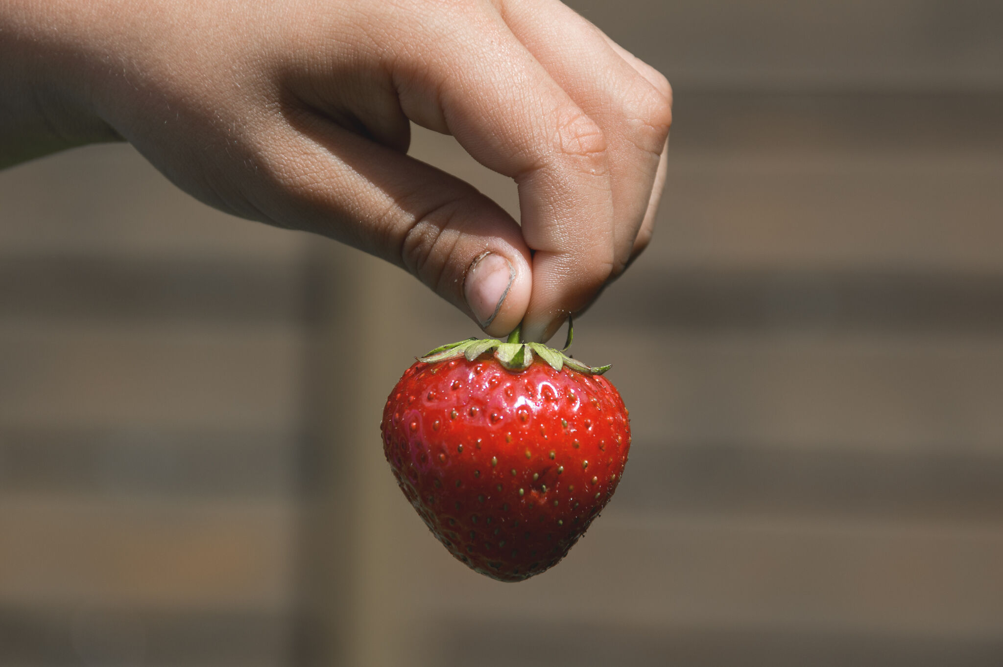 Red strawberry in hand | Copyright-free photo (by M. Vorel) | LibreShot