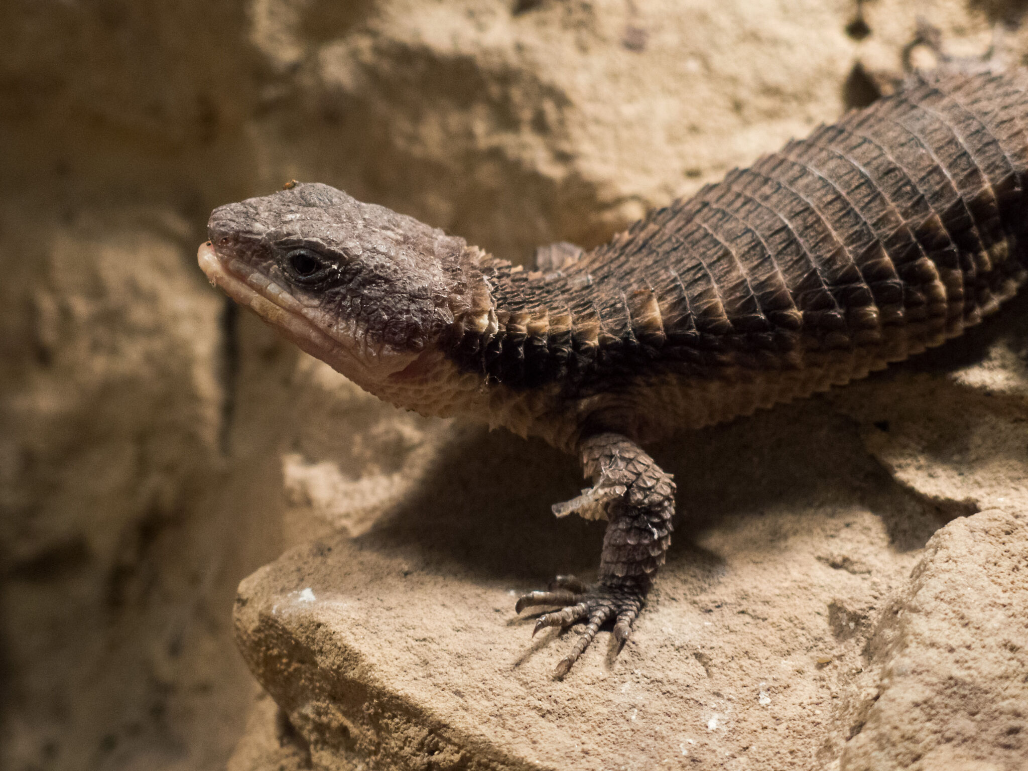 Tropical girdled lizard | Copyright-free photo (by M. Vorel) | LibreShot