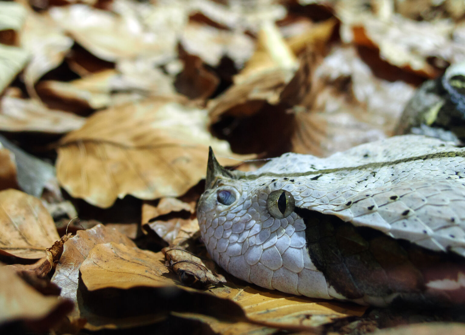 Gaboon Viper | Copyright-free photo (by M. Vorel) | LibreShot