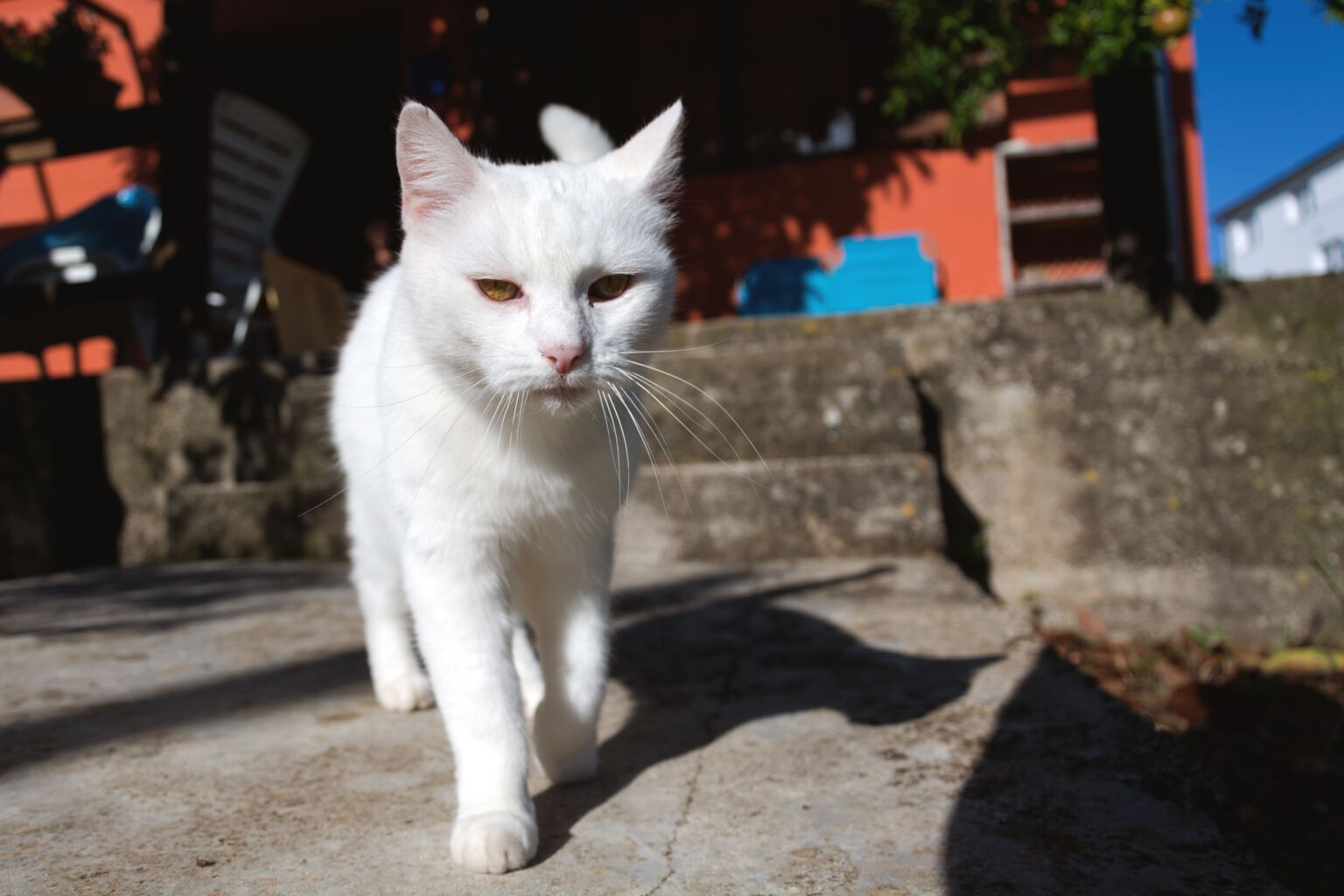 White Cat | Copyright-free photo (by M. Vorel) | LibreShot