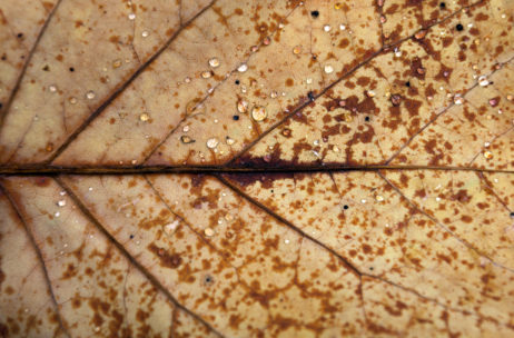 Autumn Leaf Close Up | Copyright-free photo (by M. Vorel) | LibreShot