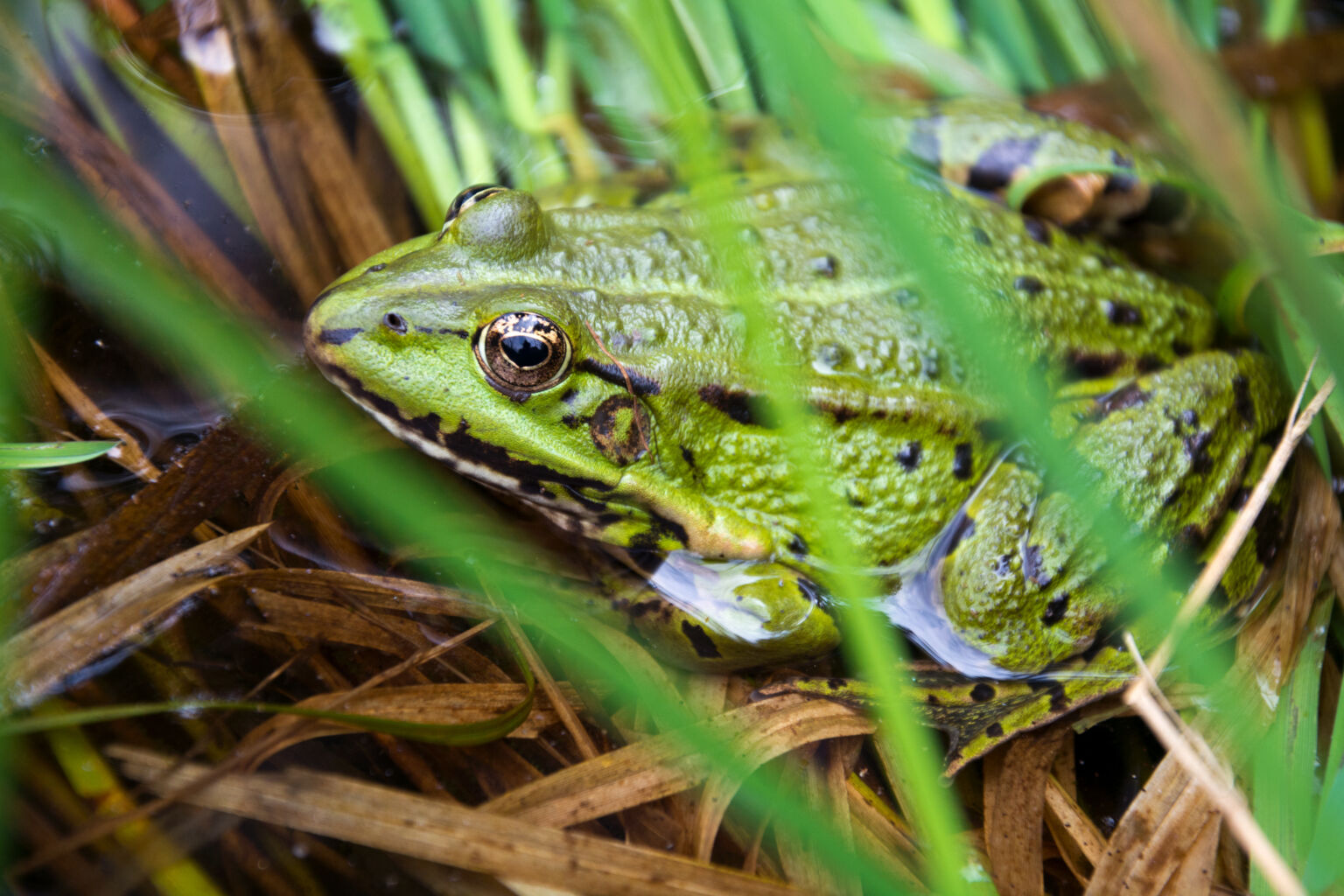 Edible frog | Copyright-free photo (by M. Vorel) | LibreShot