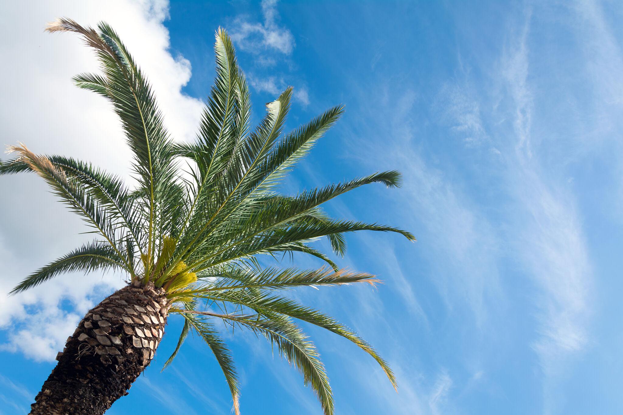 Palm Tree | Copyright-free photo (by M. Vorel) | LibreShot