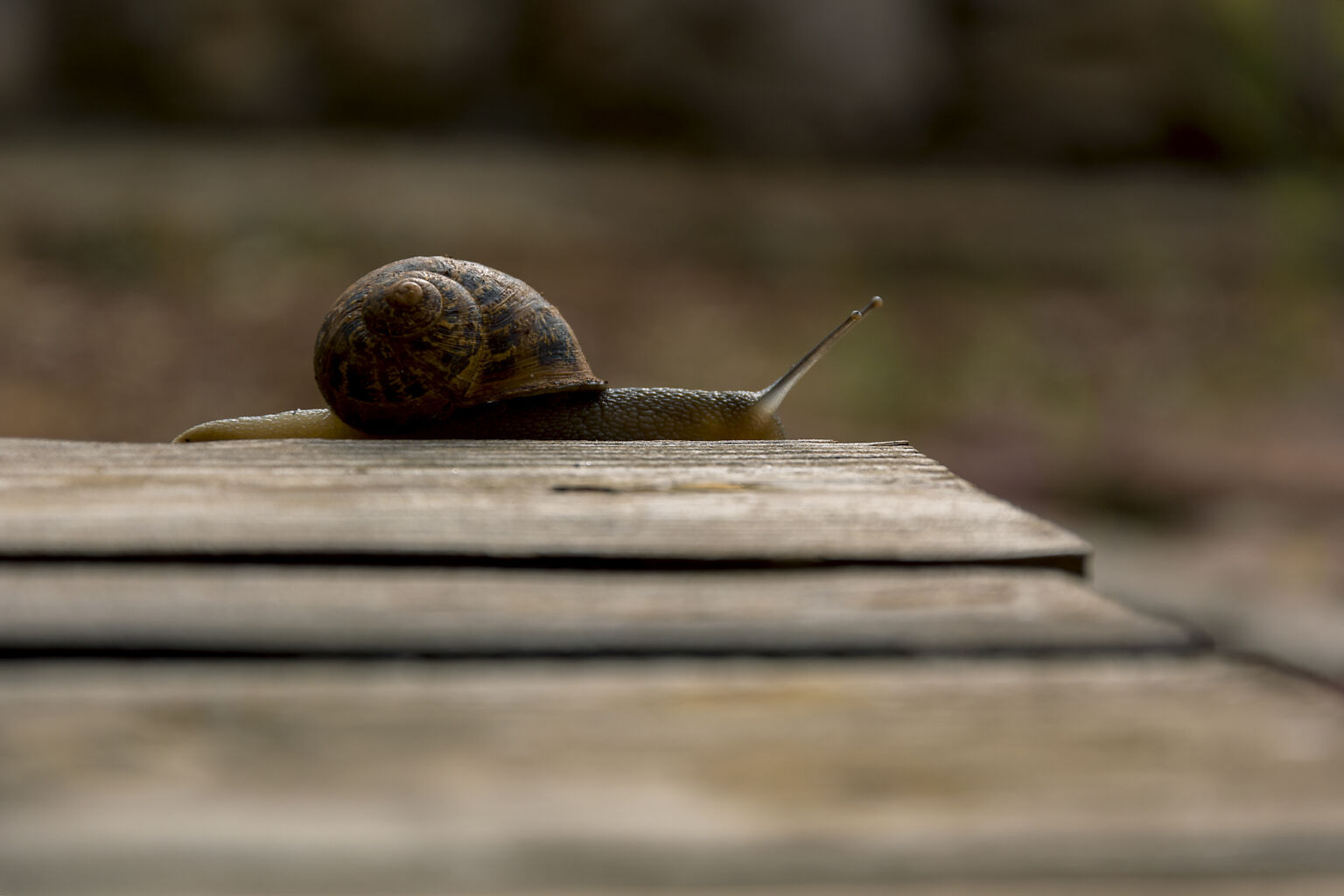 Snail on Wooden Table | Copyright-free photo (by M. Vorel) | LibreShot